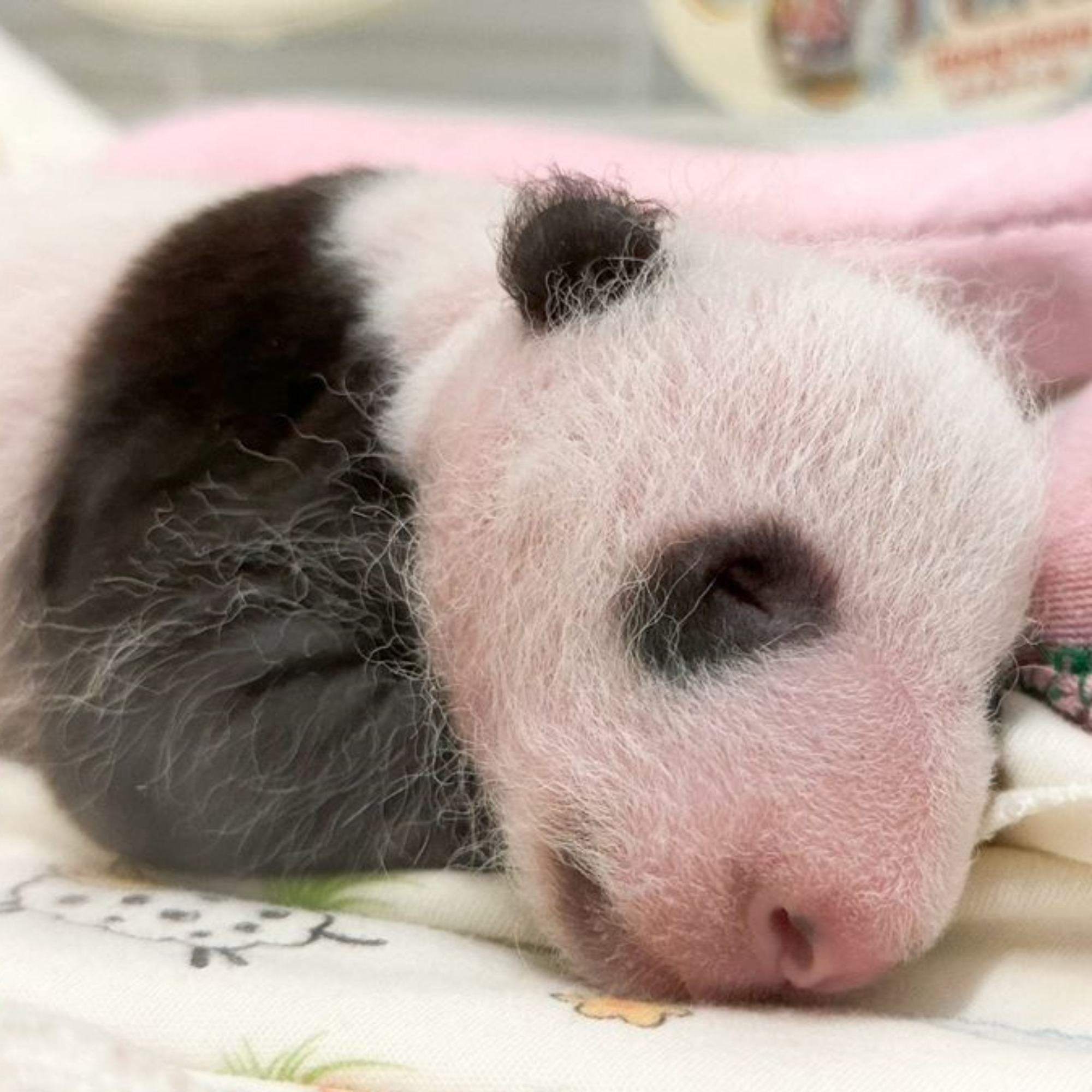 1,800 Giant Pandas | Fun Numbers | Fun Fact | Our China Story