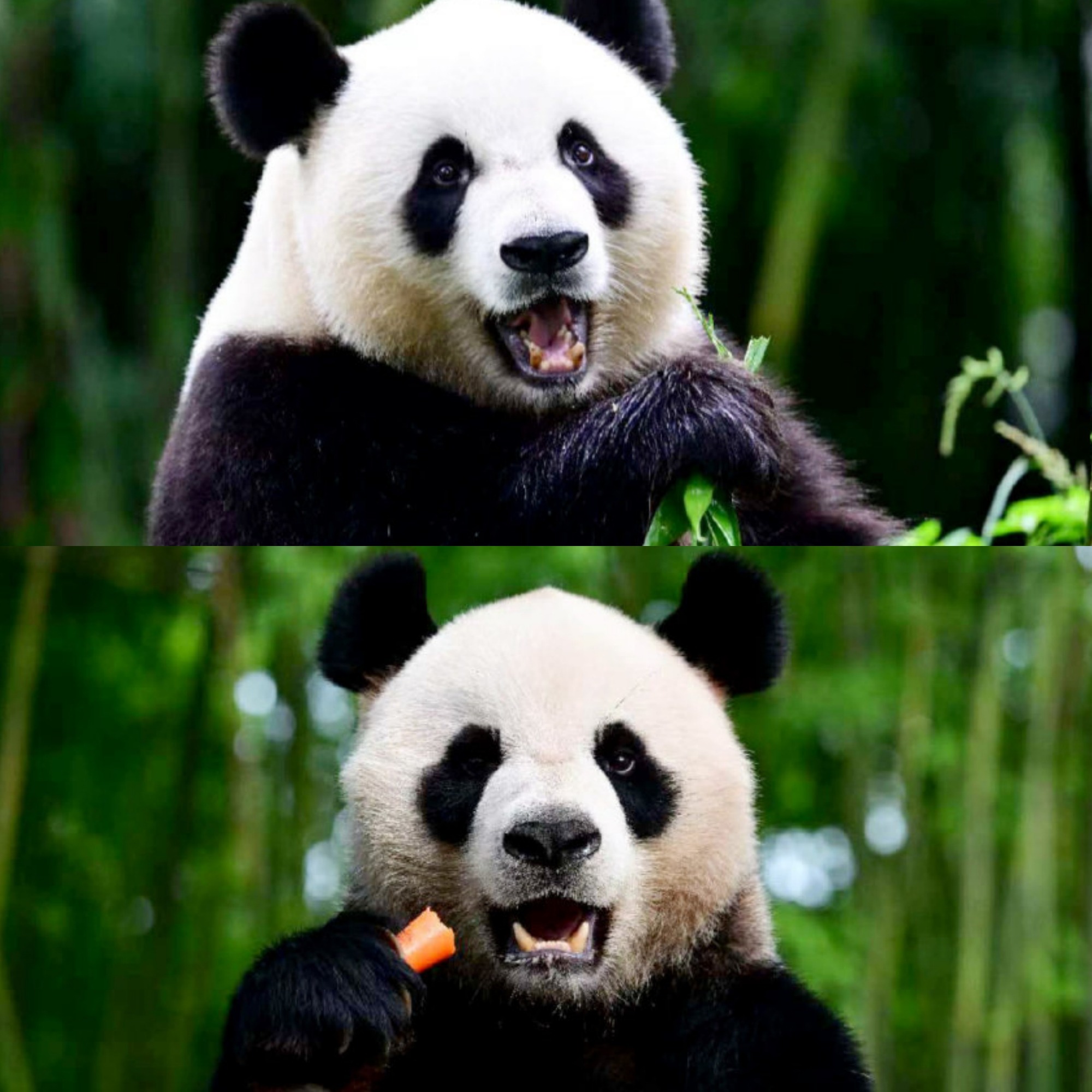 1,800 Giant Pandas | Fun Numbers | Fun Fact | Our China Story