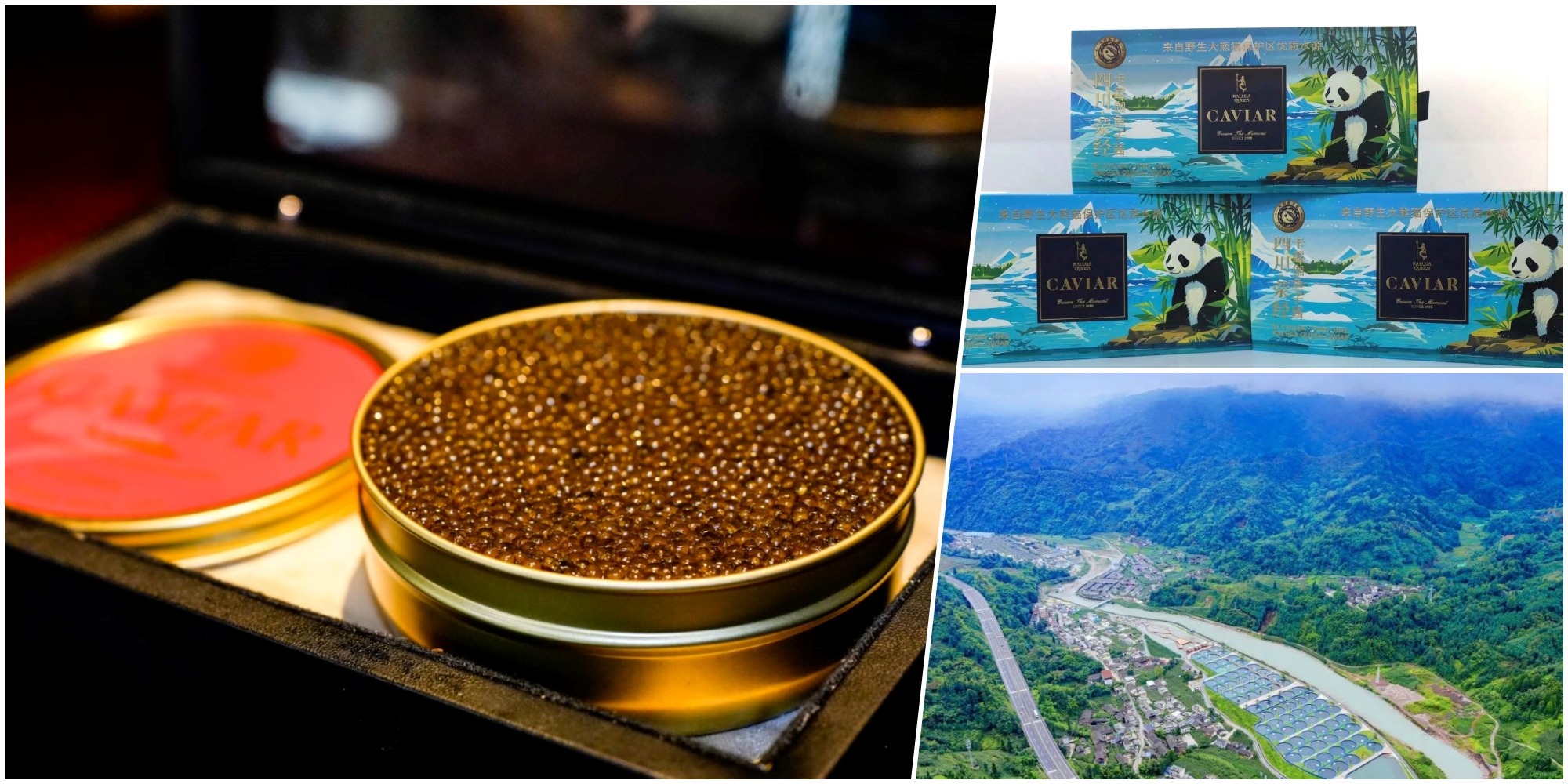 Japan matcha is made in China's Guizhou?｜China's new specialties ...