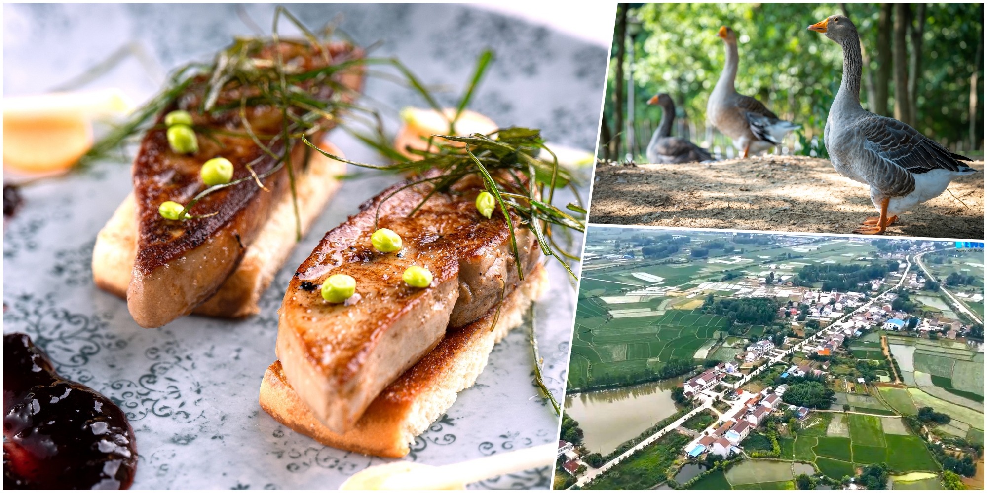 Japan matcha is made in China's Guizhou?｜China's new specialties | Statistics | Fun Fact | Our ...