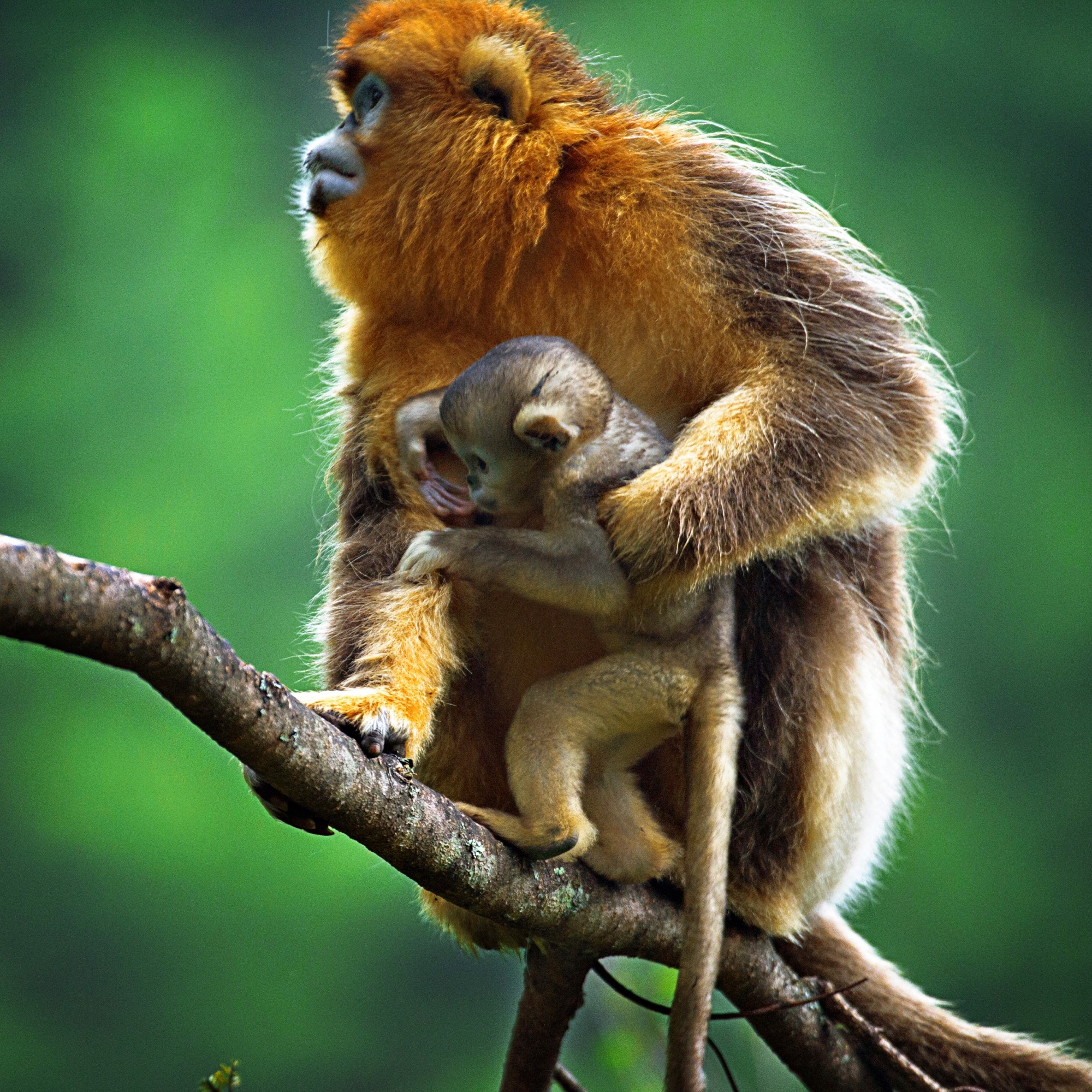 China's list of state key protected wild animals issued for the first ...