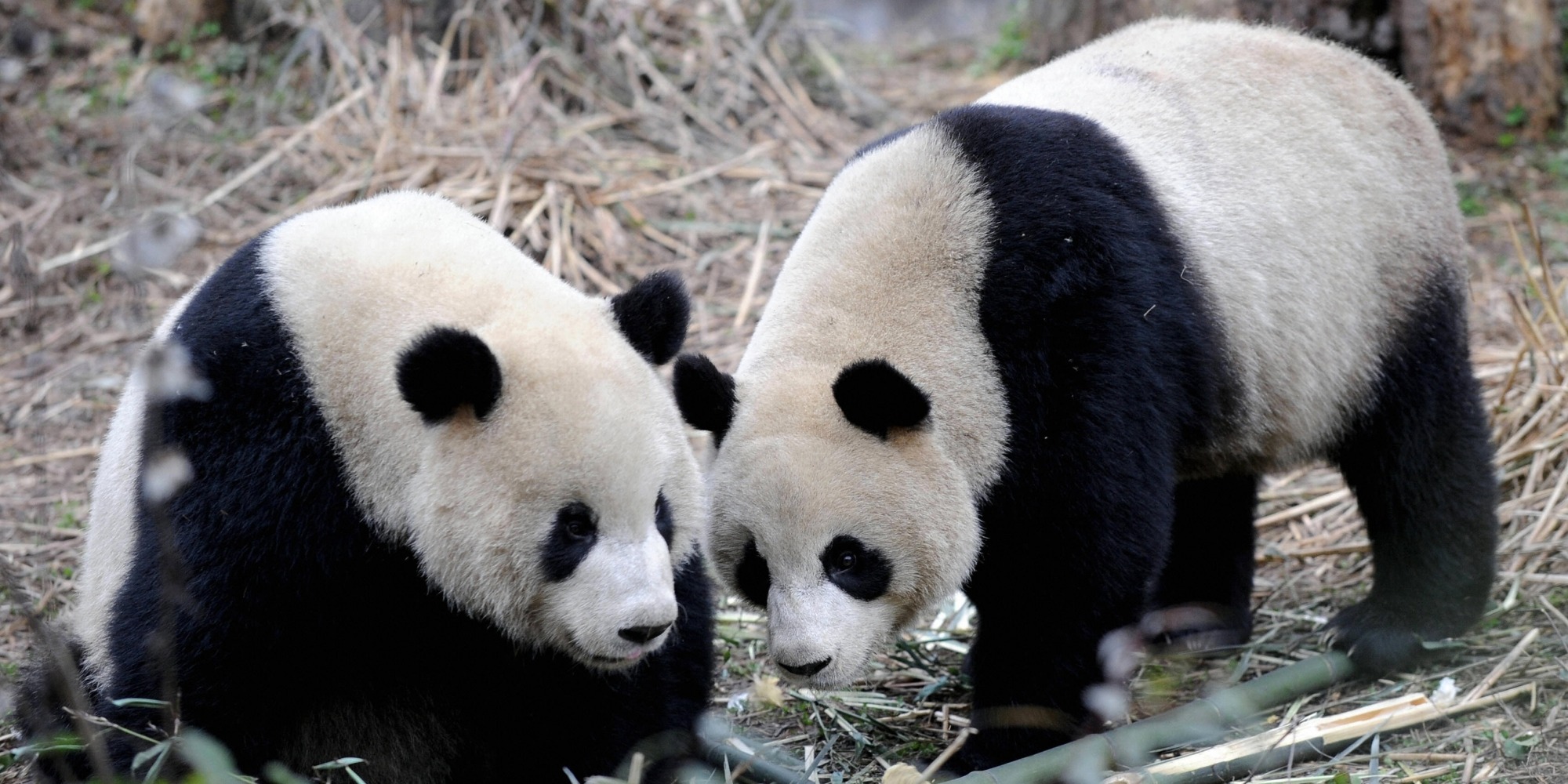 Chinese gymnastics legend Li Ning announced retirement | Today in ...