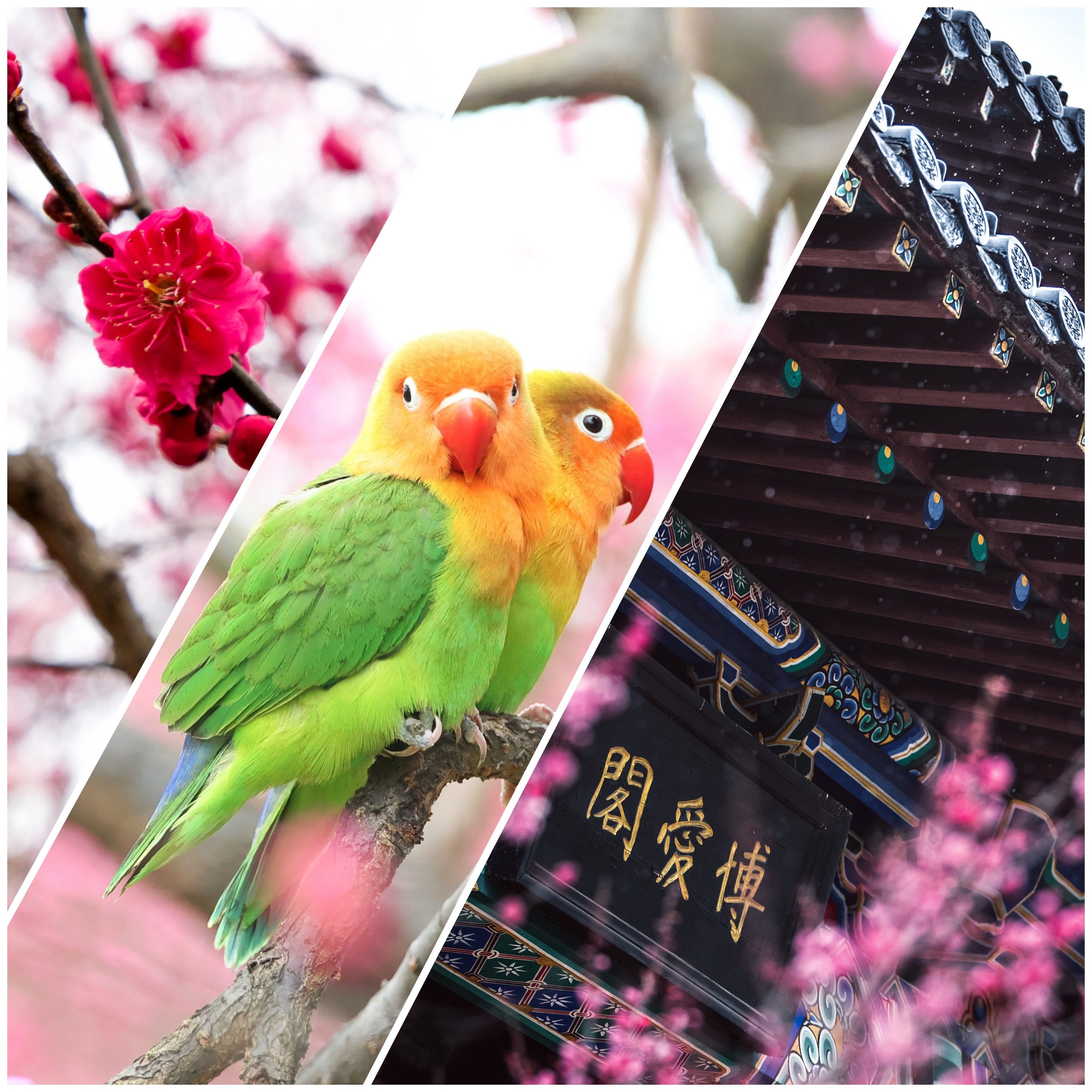 Touring Nanjing to enjoy the extraordinary scenery of Plum Blossom Hill ...