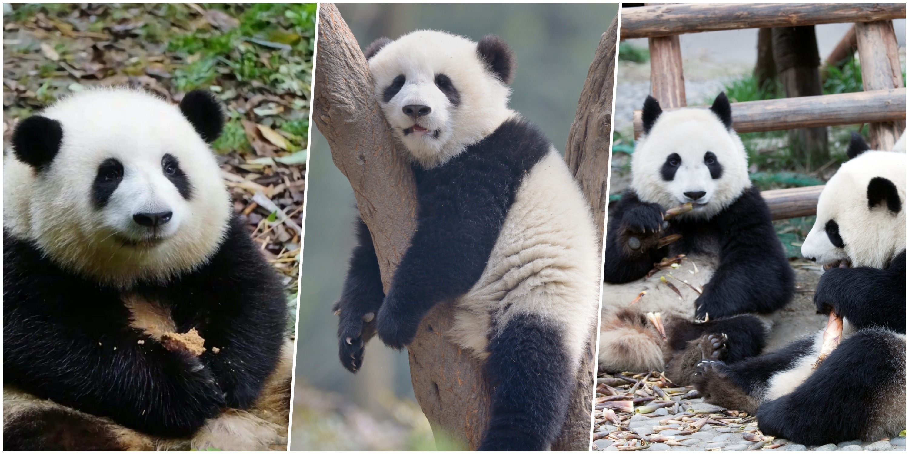 3 best places to see giant pandas in Sichuan | Travel & Leisure ...