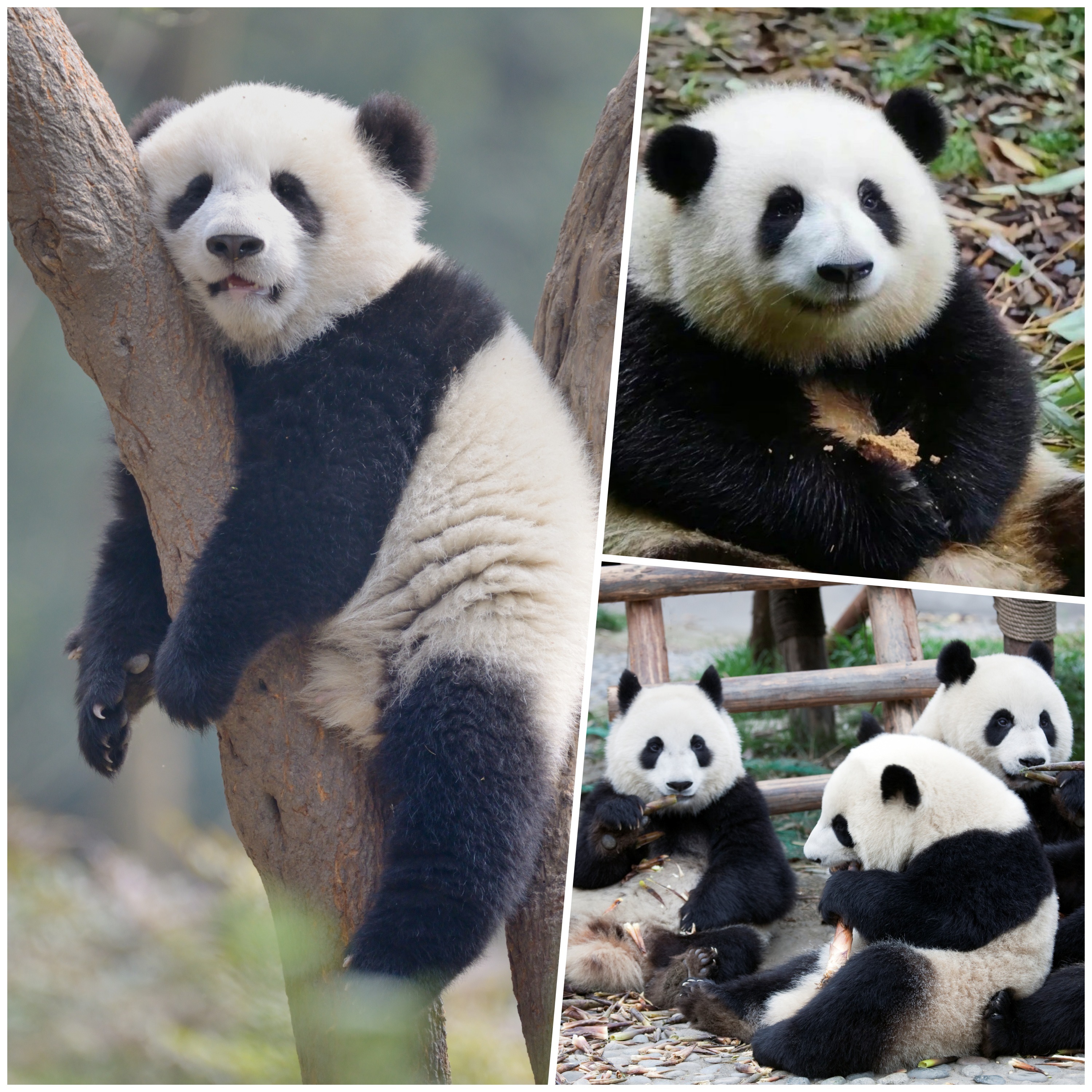 3 best places to see giant pandas in Sichuan | Travel & Leisure ...
