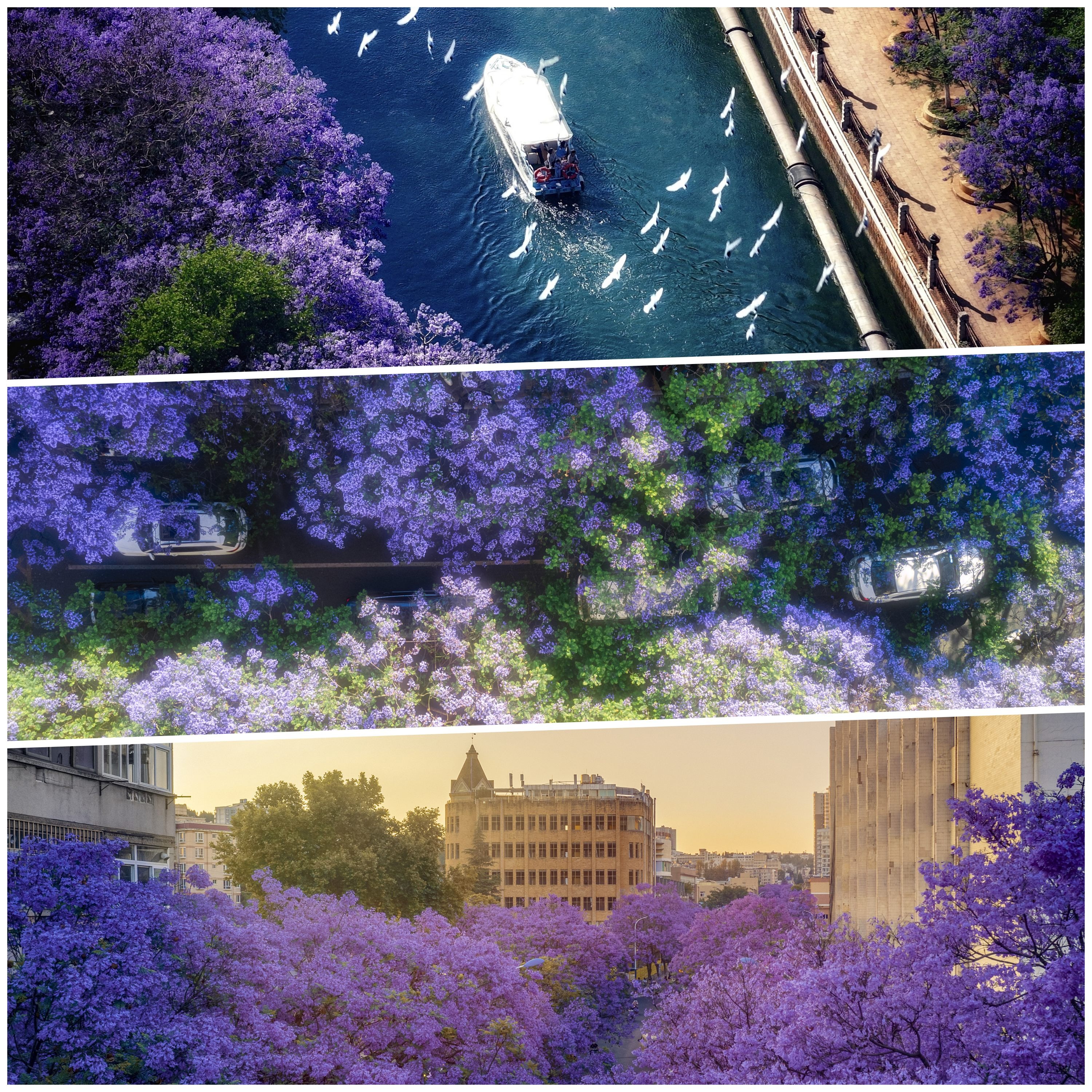 Jacaranda spots in Kunming: Indulge in the dreamy purple world | Travel ...