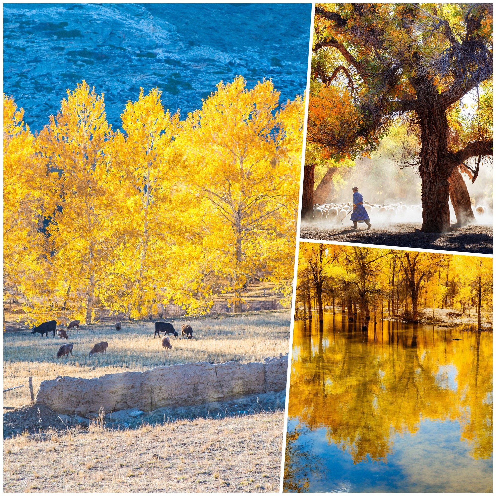 Discover 3 stunning poplar forests in China | Travel & Leisure ...