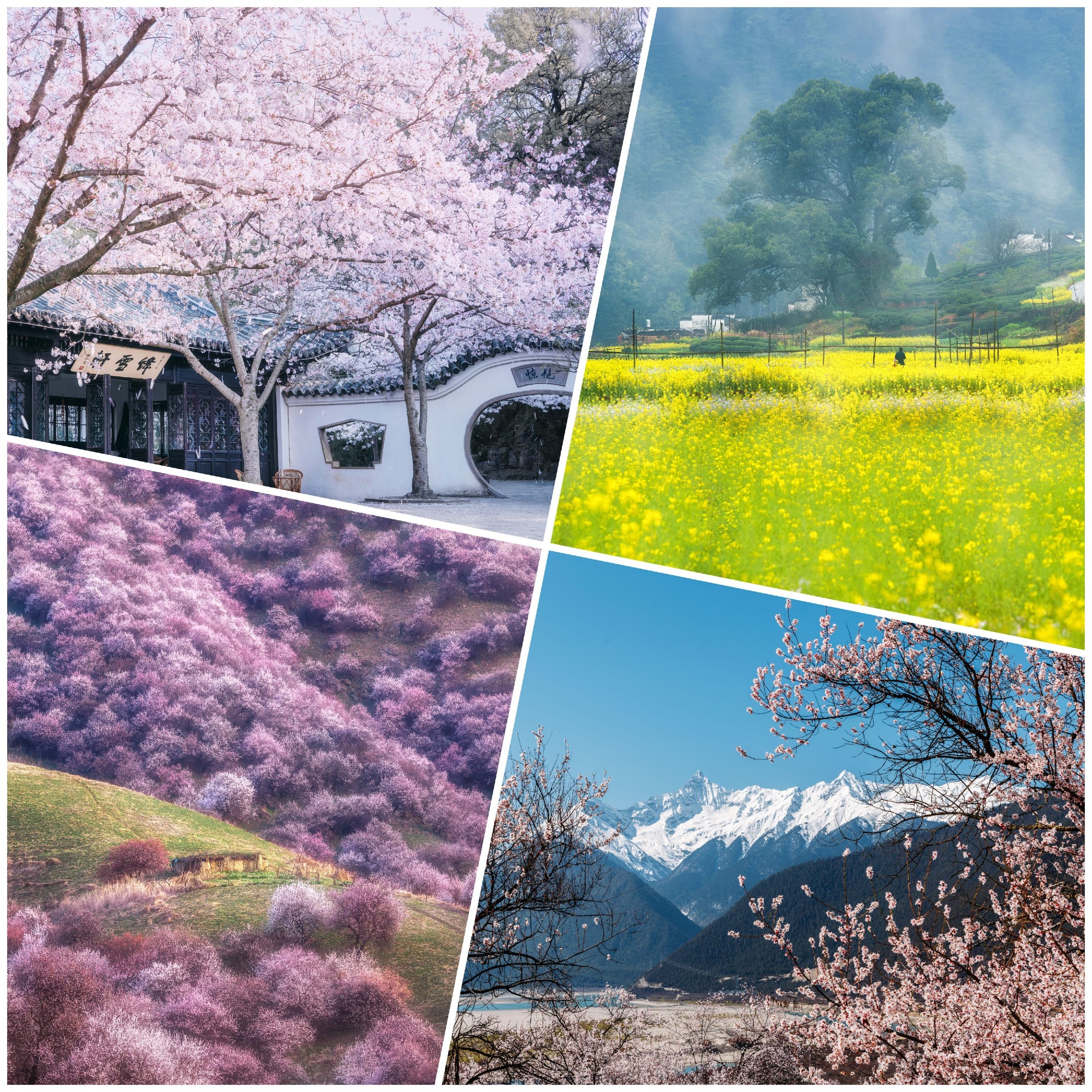 4 Spring flowering wonderlands you can't miss in China! | Travel ...