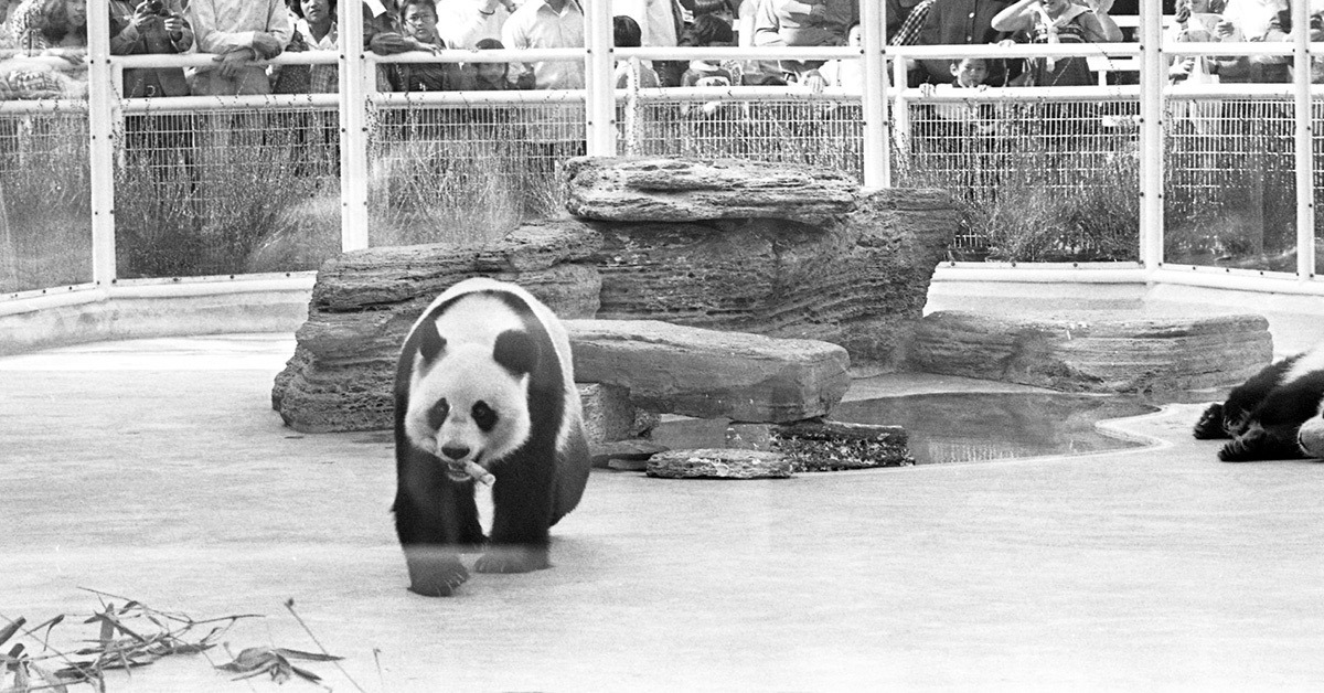 Which panda was the first to stay in HK Ocean Park? | Hong Kong ...