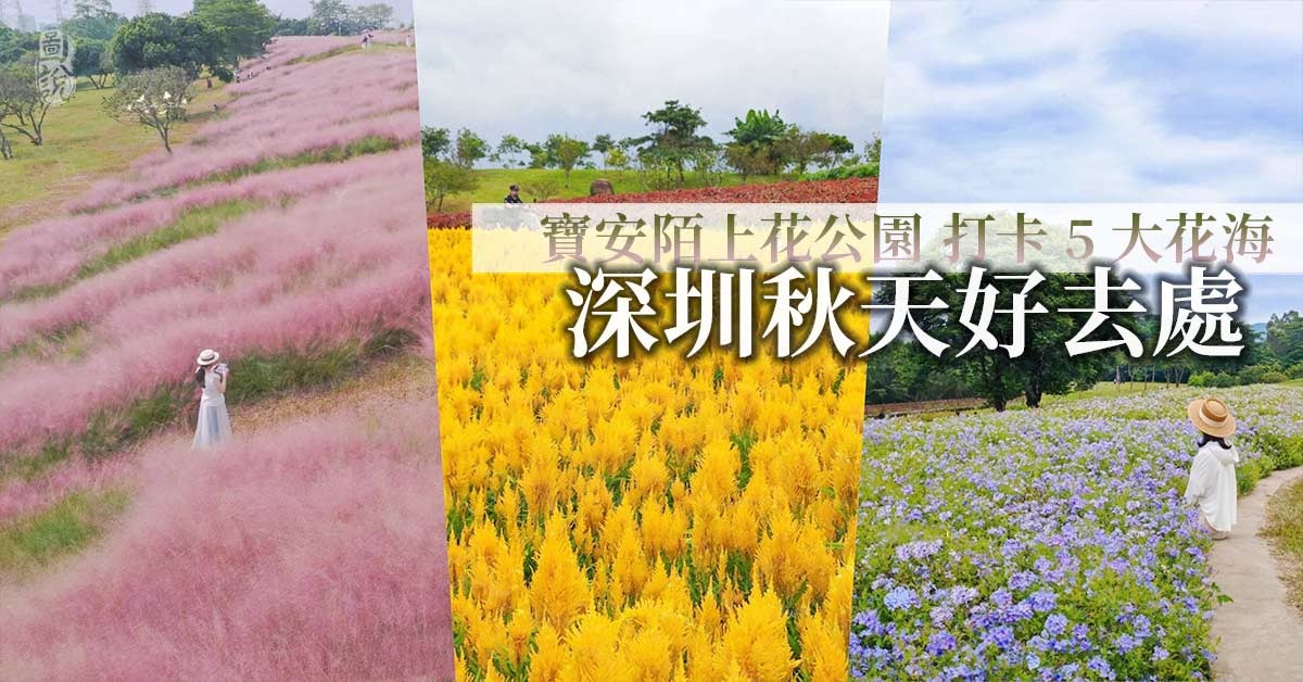 Explore a one-stop destination for 5 autumn flower fields in Shenzhen ...