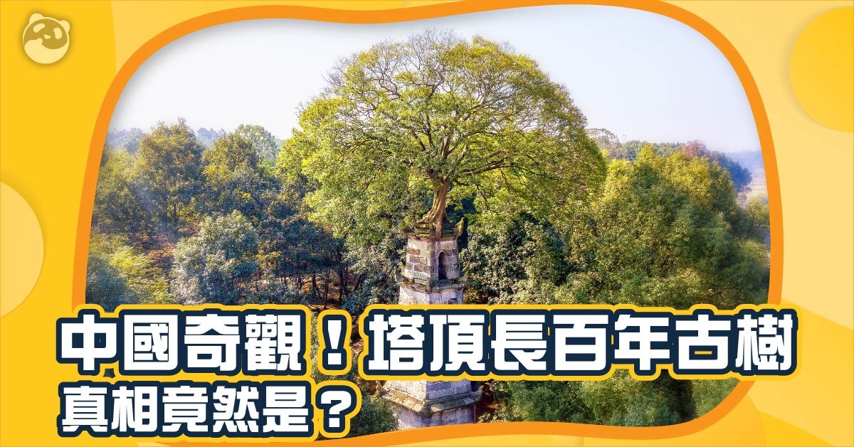 湖南奇觀！塔頂長出百年古樹 真相竟然是？ | 圖說中國 | 文化精華 | 當代中國