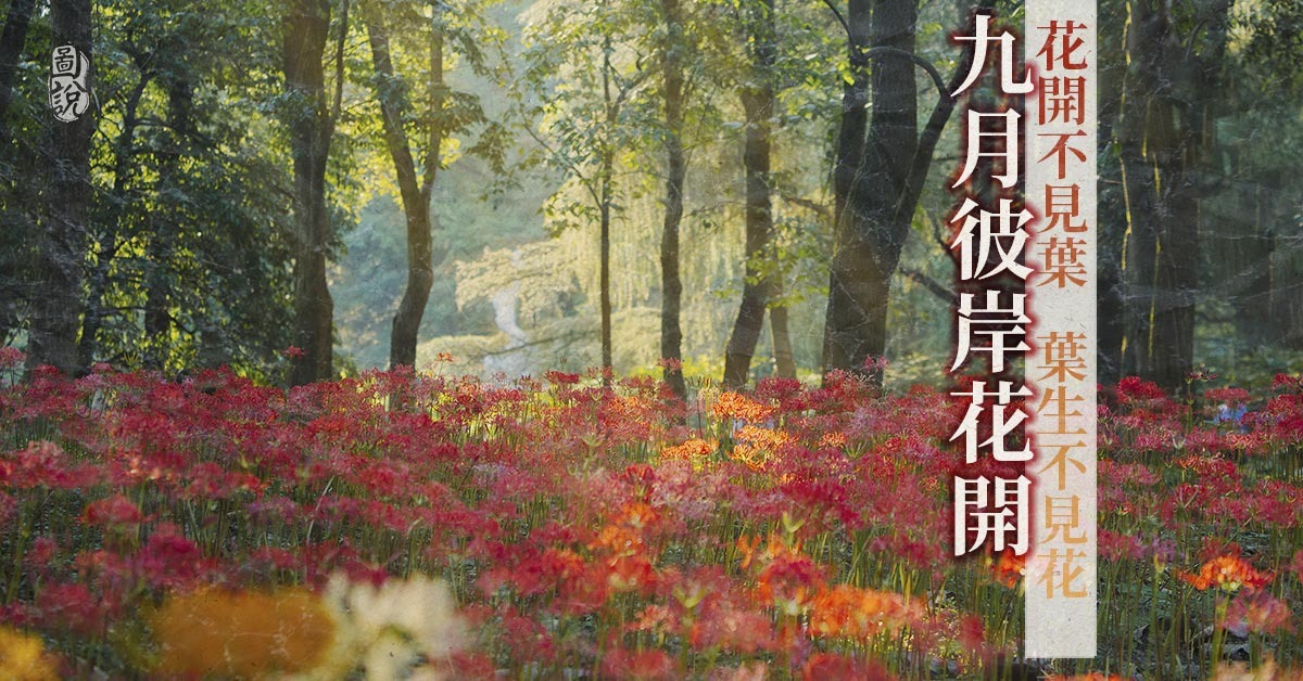Beautiful spider lily blooming in China's early autumn! | Snapshot of ...