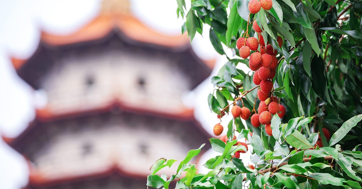 How does China's 1,000-year-old lychee tree survive with only bark ...