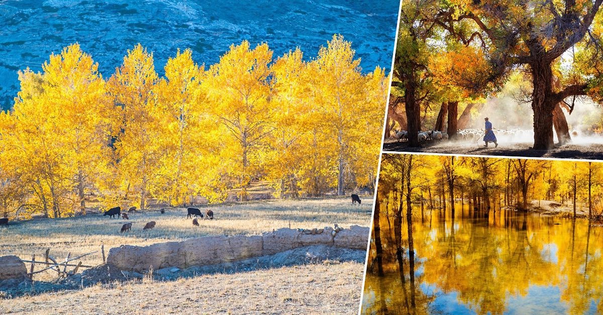 Discover 3 stunning poplar forests in China | Travel & Leisure ...